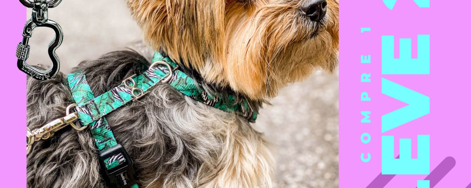 Buddy Dog – Seu parceiro merece o melhor